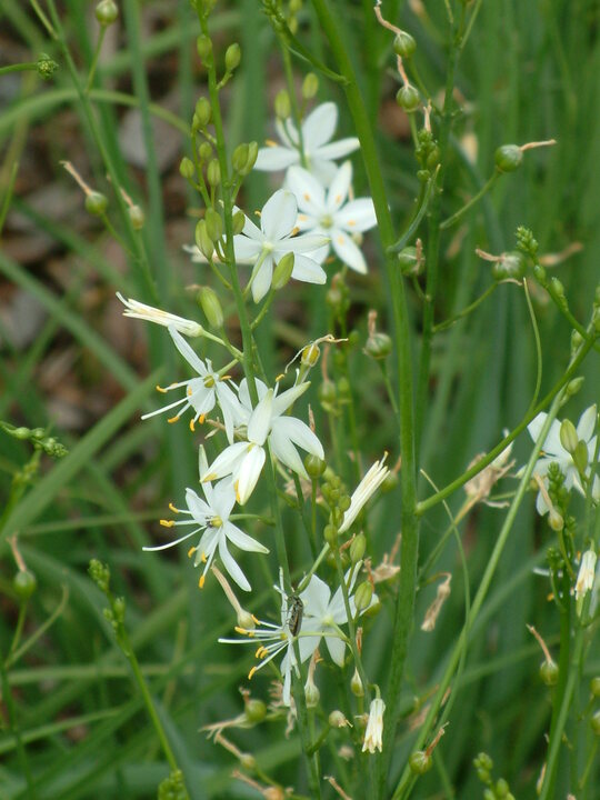 Anthericum ramosum - Beth Chatto's Plants & Gardens