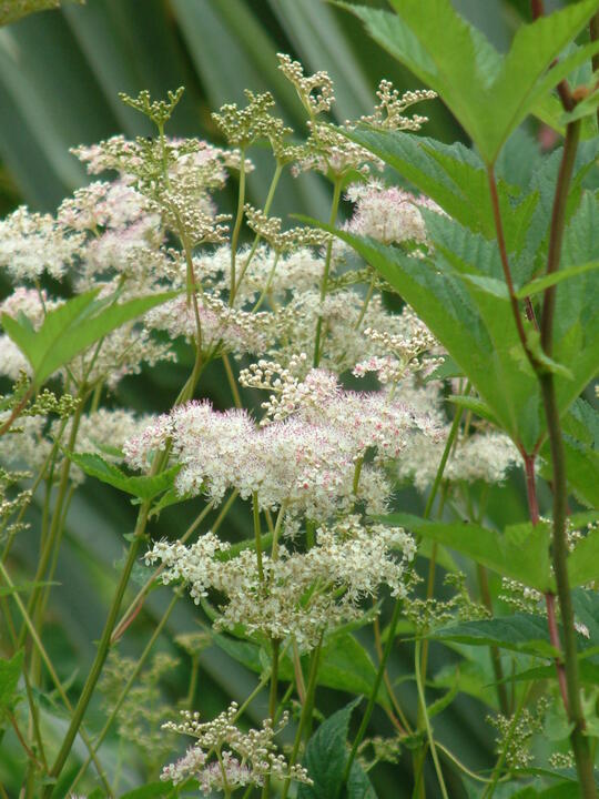 Filipendula palmata - Beth Chatto's Plants & Gardens
