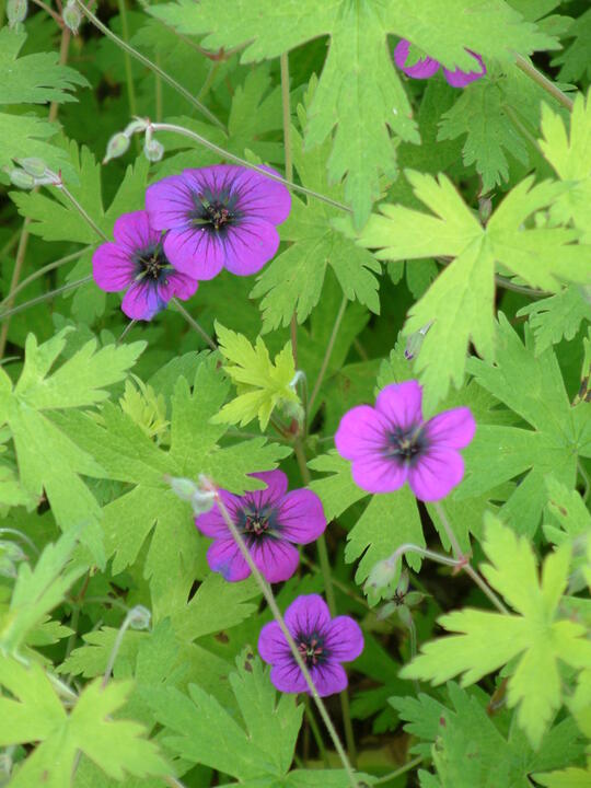 Geranium 'Ann Folkard' - Beth Chatto's Plants & Gardens