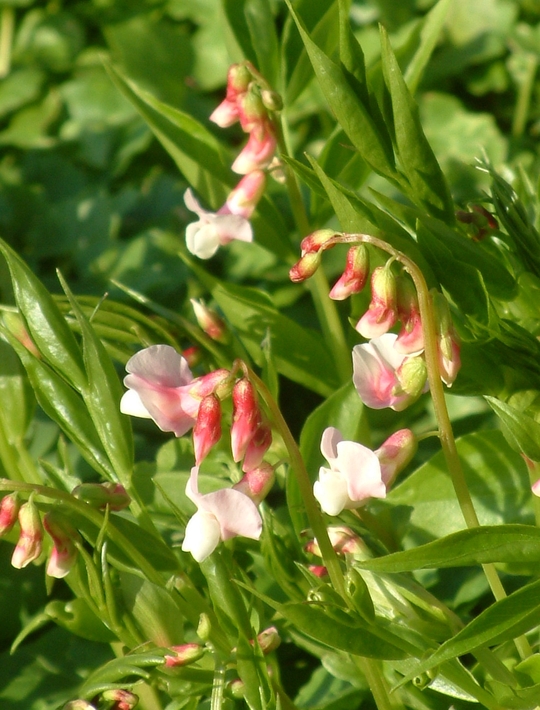 Lathyrus vernus f. roseus - Beth Chatto's Plants & Gardens