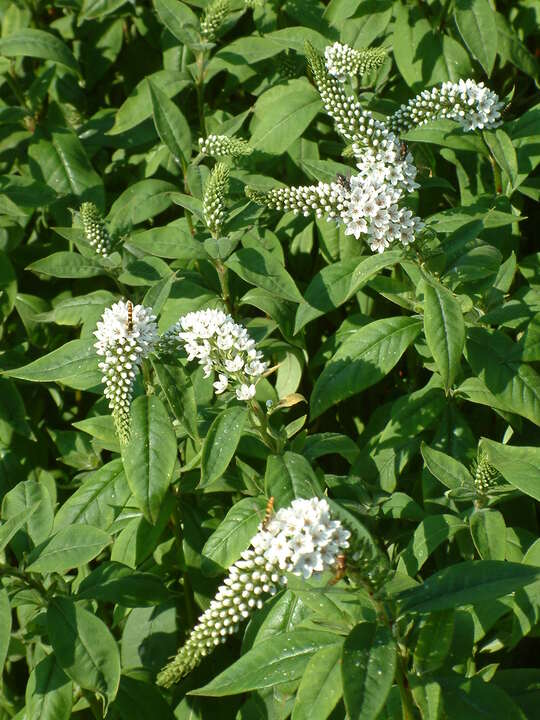 Lysimachia clethroides - Beth Chatto's Plants & Gardens