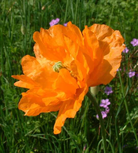Papaver > Papaver rupifragum - The Beth Chatto Gardens