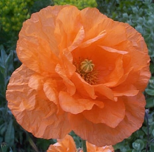 Papaver > Papaver rupifragum - The Beth Chatto Gardens