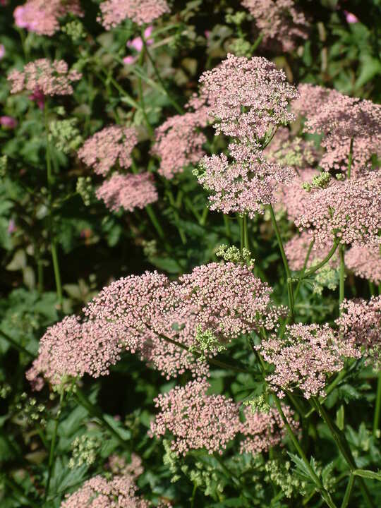Pimpinella major 'Rosea' - Beth Chatto's Plants & Gardens