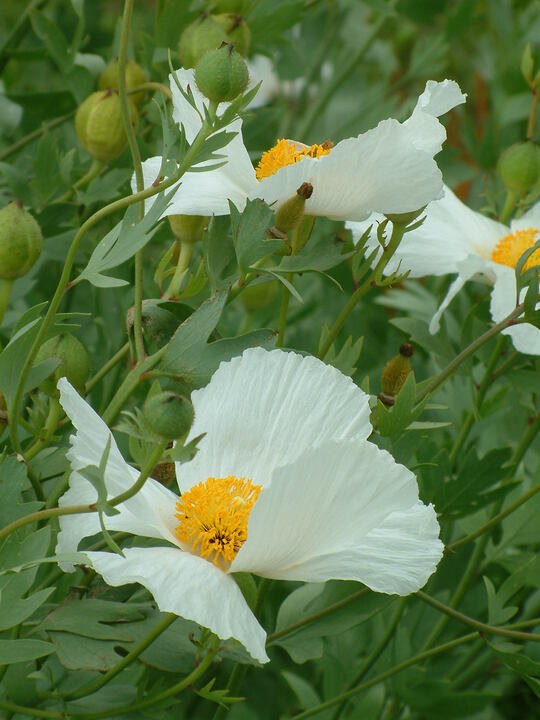 Dry Areas | Romneya Coulteri - The Beth Chatto Gardens