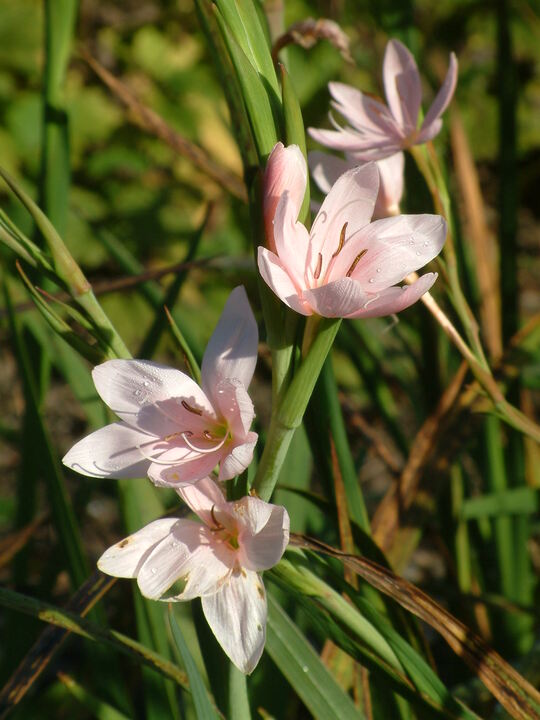 Hesperantha coccinea 'Pallida' - Beth Chatto's Plants & Gardens