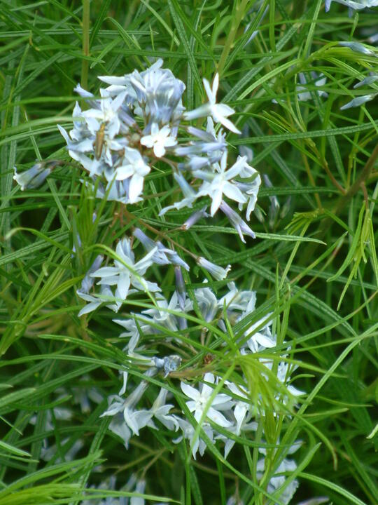 Amsonia | Amsonia hubrichtii - The Beth Chatto Gardens