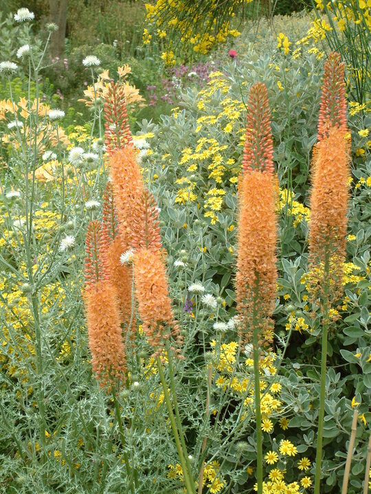 Eremurus 'Cleopatra' - Beth Chatto's Plants & Gardens