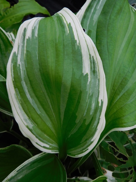 Hosta undulata v. albomarginata - The Beth Chatto Gardens