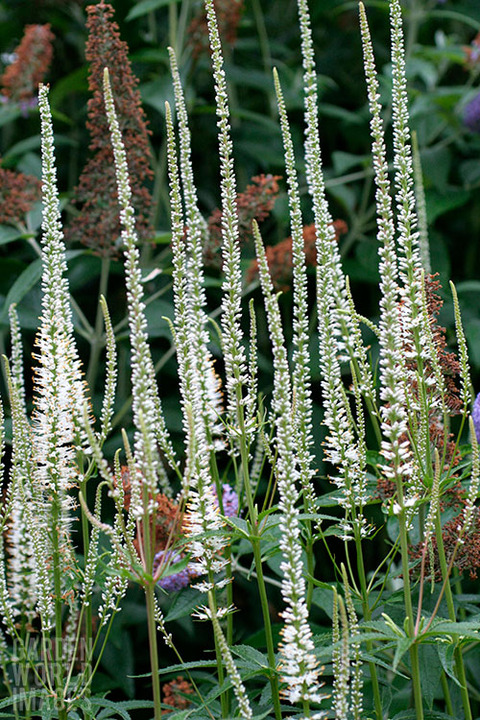 Veronicastrum virginicum 'Album' - Beth Chatto's Plants & Gardens