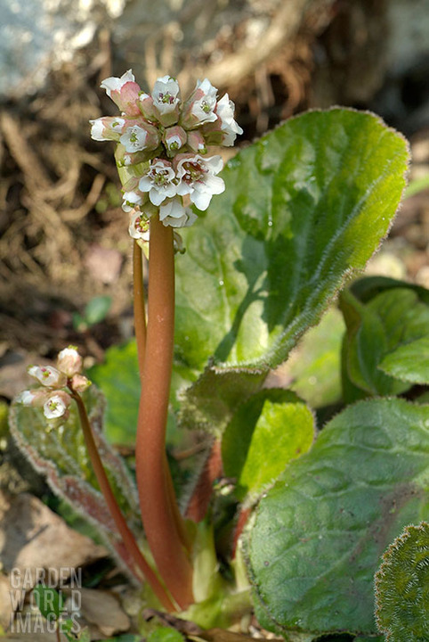 Bergenia ciliata - Beth Chatto's Plants & Gardens