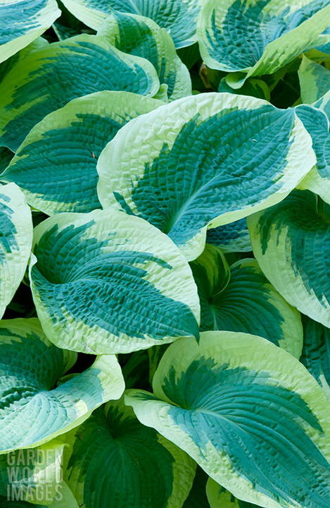 Hosta 'Northern Exposure' - The Beth Chatto Gardens