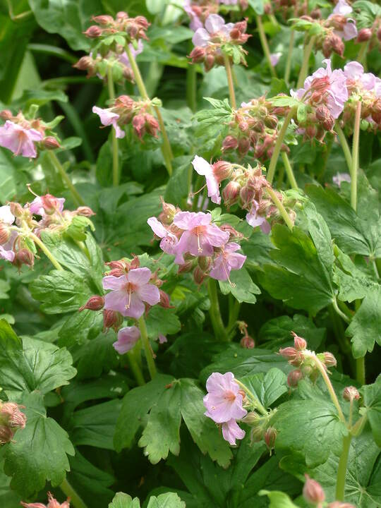 Geranium 'Ingwersen's Variety' - The Beth Chatto Gardens