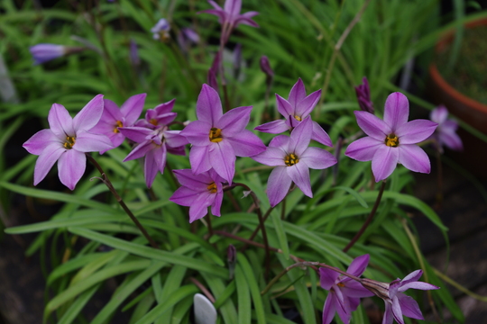 Ipheion uniflorum mixed - Beth Chatto's Plants & Gardens