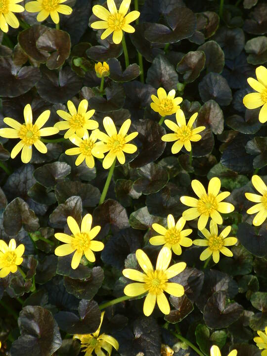 Ficaria verna 'Brazen Hussy' - Beth Chatto's Plants