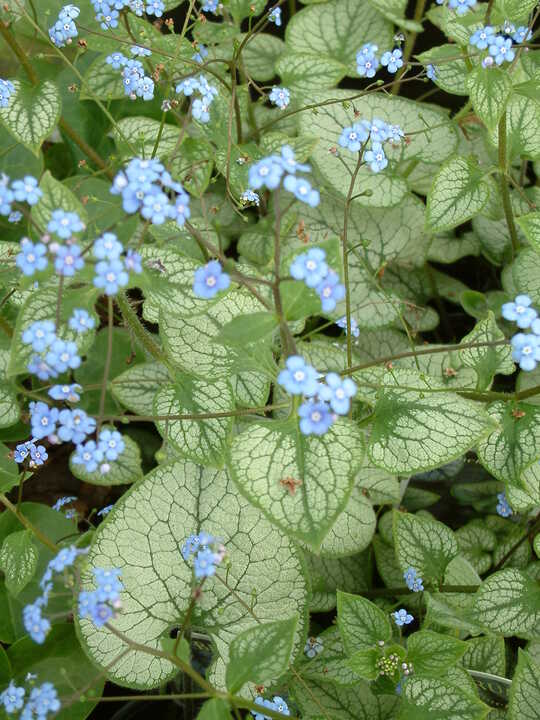 Brunnera macrophylla JackFrost - The Beth Chatto Gardens