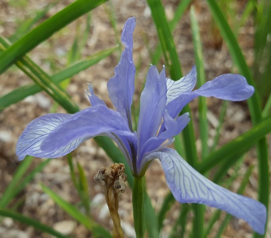 Iris spuria subsp. halophila - Beth Chatto's Plants & Gardens