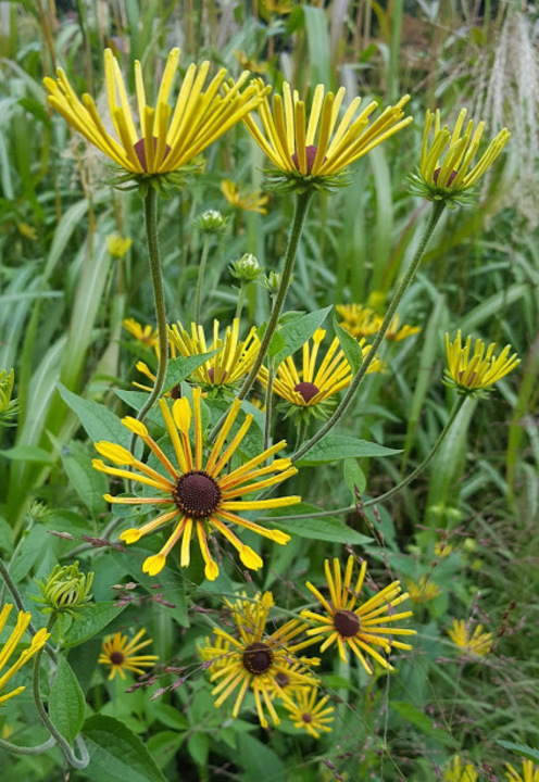 Rudbeckia 'Henry Eilers' - The Beth Chatto Gardens