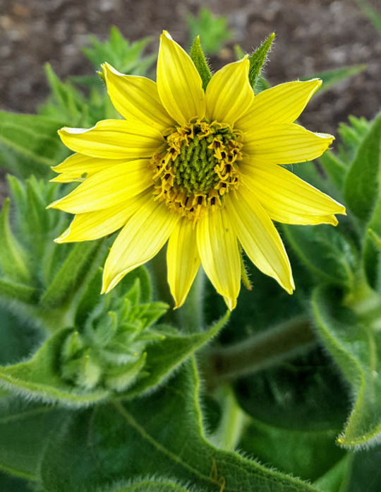 Silphium mohrii - Beth Chatto's Plants & Gardens