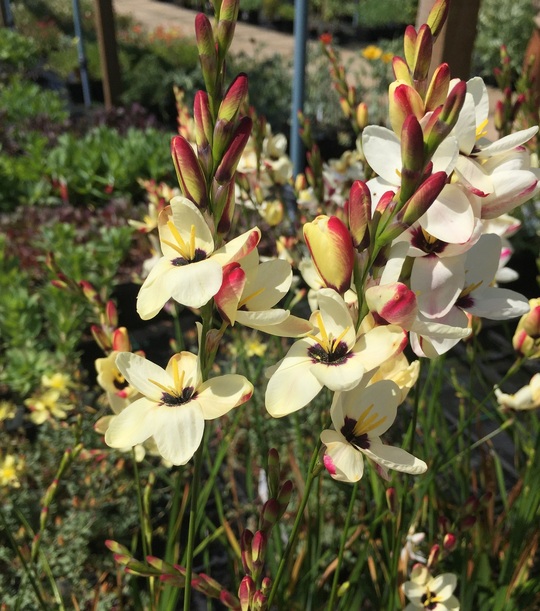 Dry Area Plants | Ixia 'Spotlight' - The Beth Chatto Gardens
