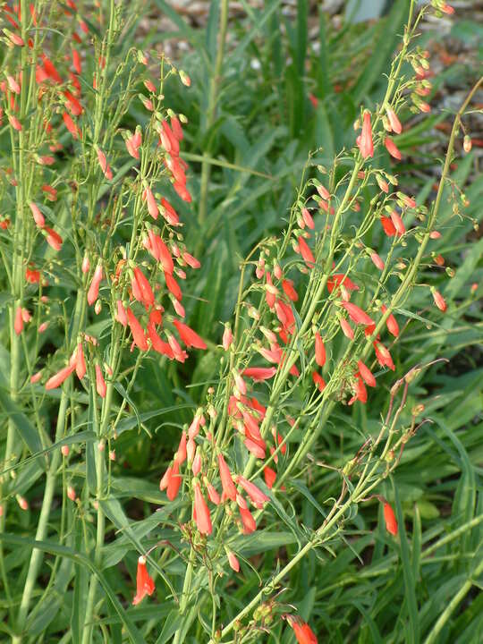 Penstemon barbatus - Beth Chatto's Plants & Gardens
