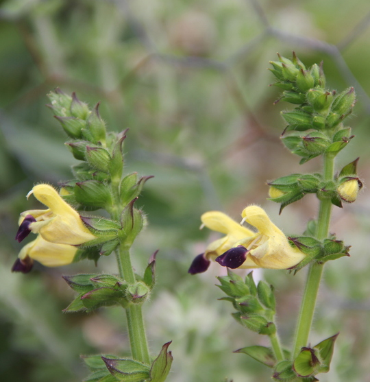 Salvia bulleyana - Beth Chatto's Plants & Gardens