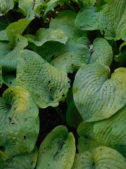 Hosta 'Golden Sunburst' - The Beth Chatto Gardens