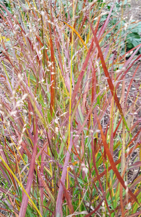 Panicum virgatum 'cheyenne sky - The Beth Chatto Gardens