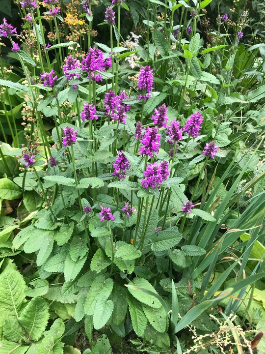 Betonica officinalis 'Hummelo' - Beth Chatto's Plants & Gardens