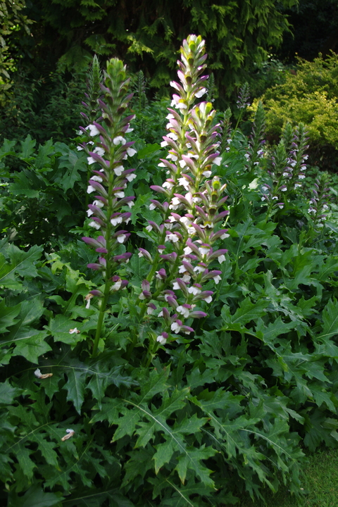 Acanthus | Acanthus mollis - The Beth Chatto Gardens