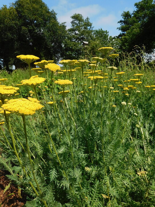 Achillea filipendulina 'Gold Plate' - Beth Chatto's Plants