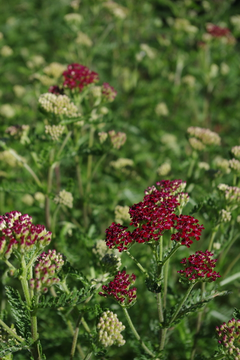 Achillea 'Summerwine' - Beth Chatto's Plants & Gardens