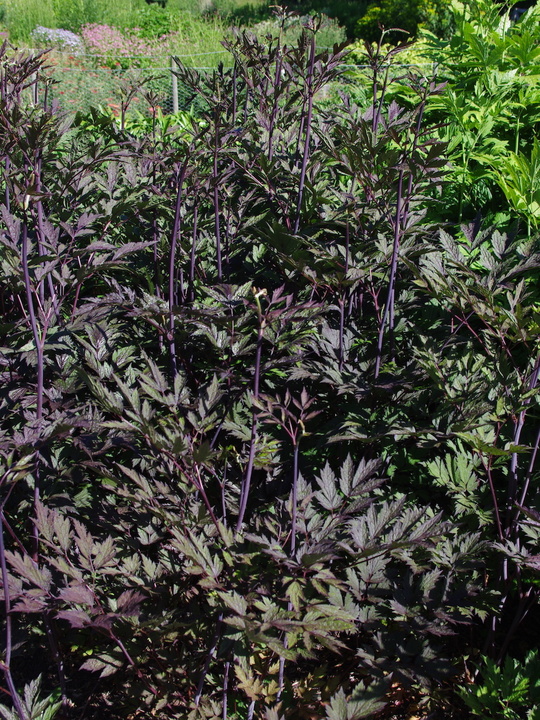 Actaea simplex 'Brunette' - Beth Chatto's Plants & Gardens