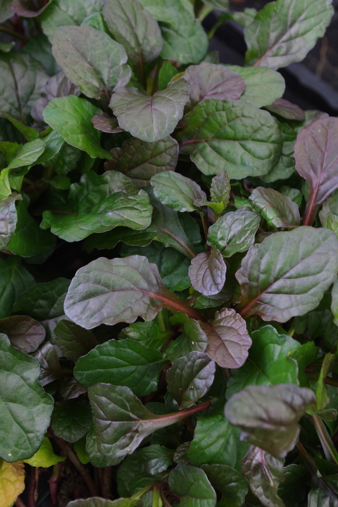 Ajuga reptans 'Braunherz' - Beth Chatto's Plants & Gardens