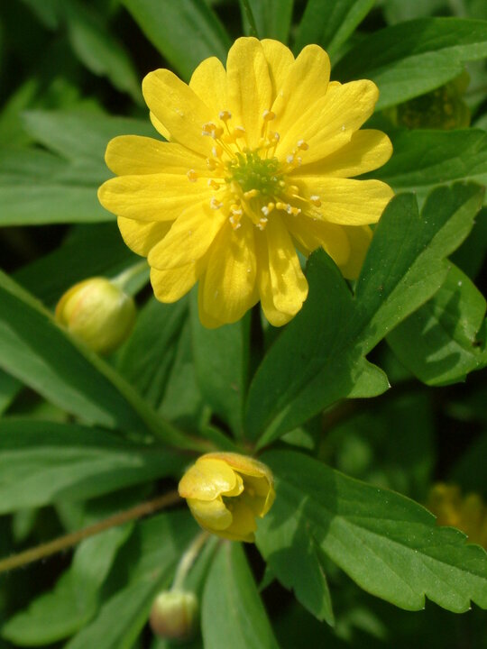 Anemone Ranunculoides 'Pleniflora' - Beth Chatto Gardens