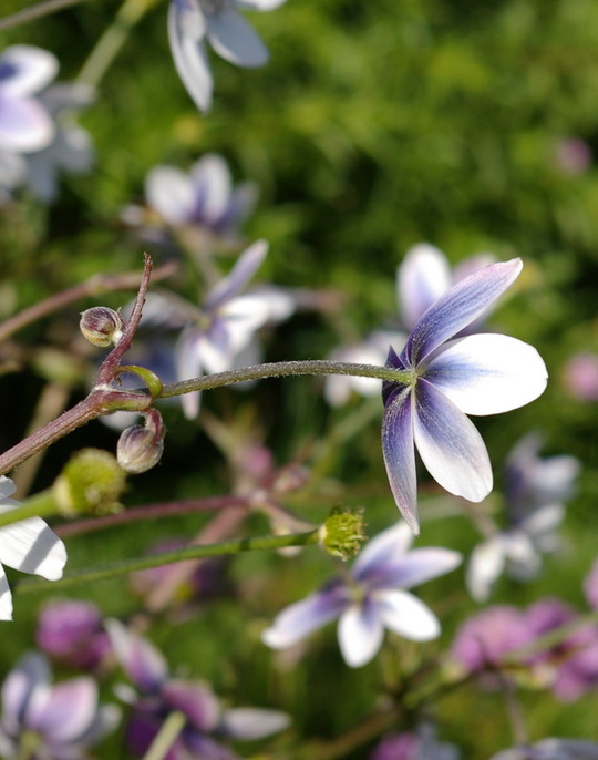 New | Anemone rivularis - The Beth Chatto Gardens