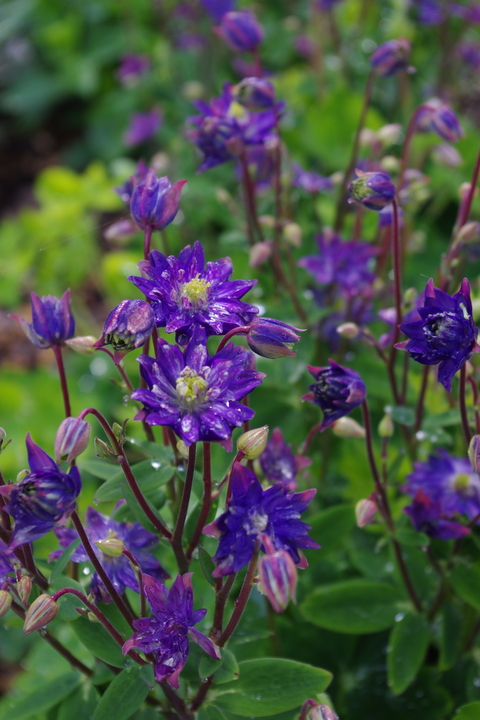 Aquilegia 'Clementine Blue' - The Beth Chatto Gardens