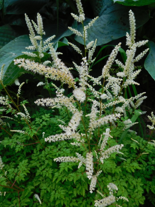 Shade | Aruncus aethusifolius - The Beth Chatto Gardens