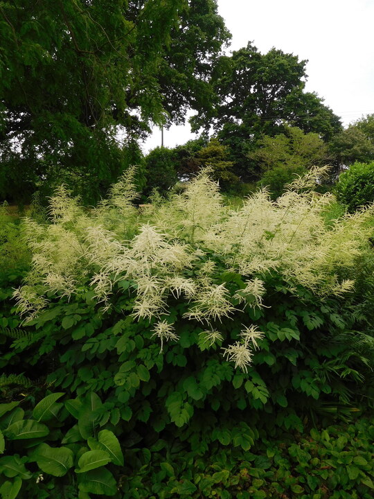 Aruncus | Aruncus dioicus - The Beth Chatto Gardens