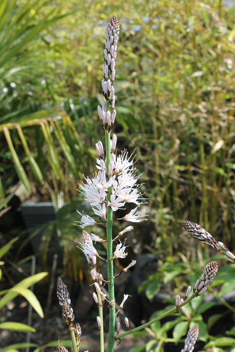 Asphodelus | Asphodelus albus - The Beth Chatto Gardens