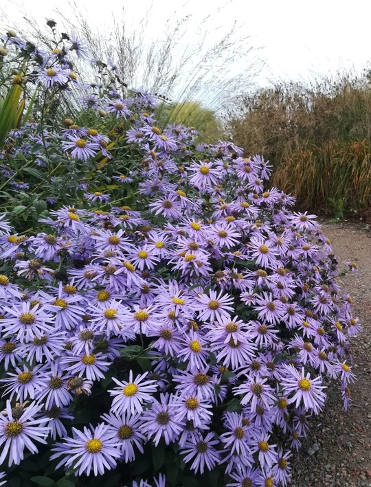 Aster x frikartii 'Mönch' - Beth Chatto's Plants & Gardens