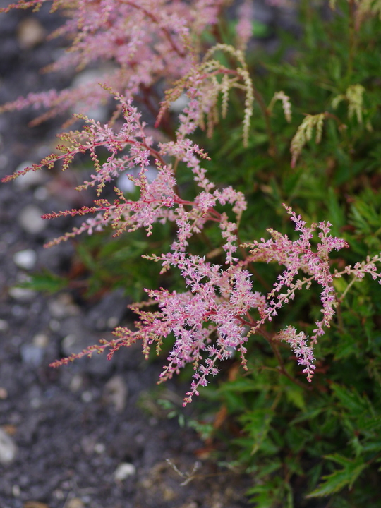 Astilbe 'Sprite' (simplicifolia) - The Beth Chatto Gardens