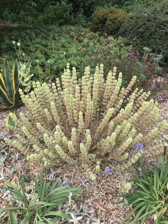 Ballota | Ballota acetabulosa - The Beth Chatto Gardens