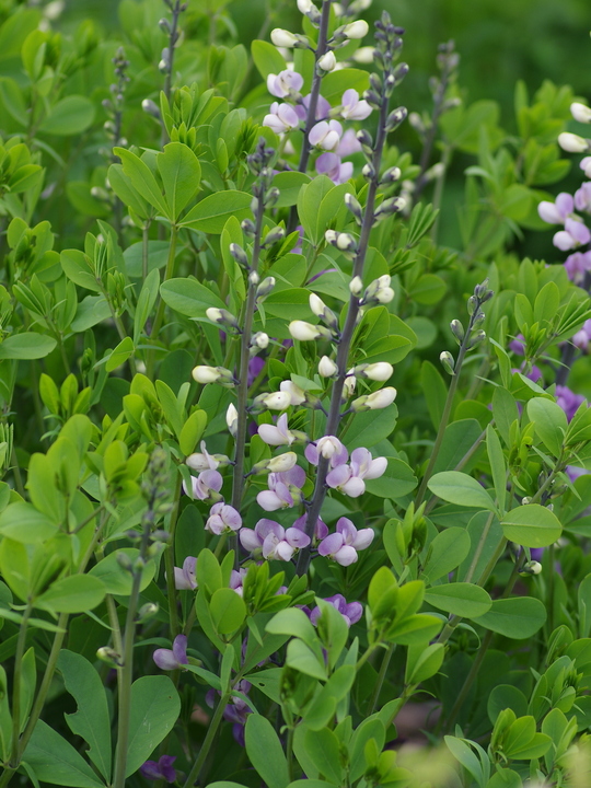 Baptisia australis var. minor - Beth Chatto's Plants
