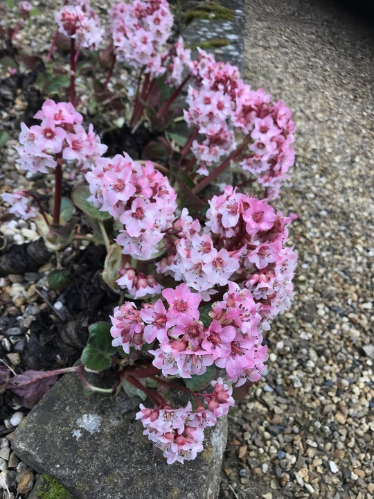 Bergenia ciliata - Beth Chatto's Plants & Gardens