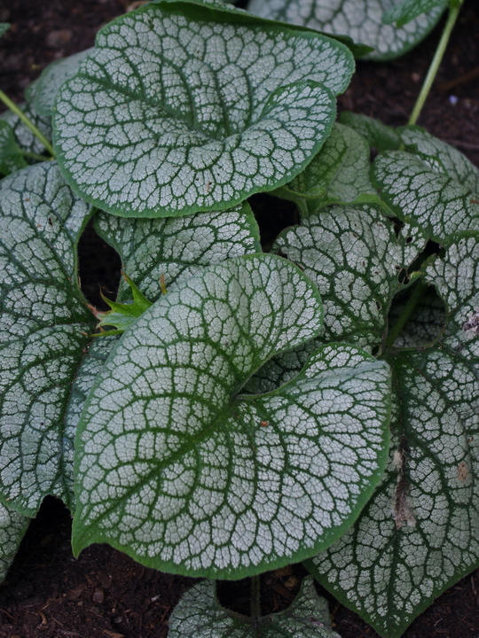 Brunnera macrophylla 'Sea Heart' - Beth Chatto's Plants
