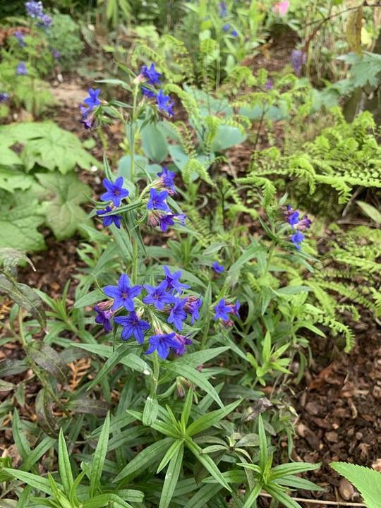 Buglossoides purpurocaerulea - Beth Chatto's Plants & Gardens