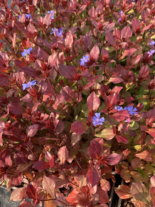 Ceratostigma plumbaginoides - Beth Chatto's Plants