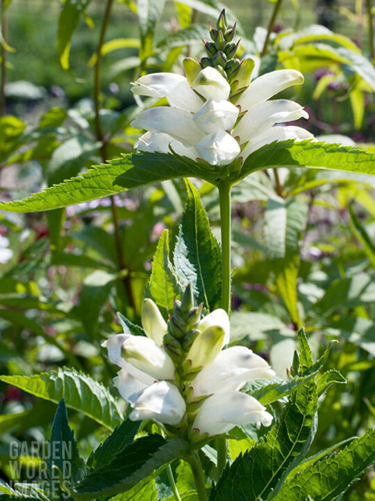 Chelone obliqua 'Alba' - Beth Chatto's Plants & Gardens