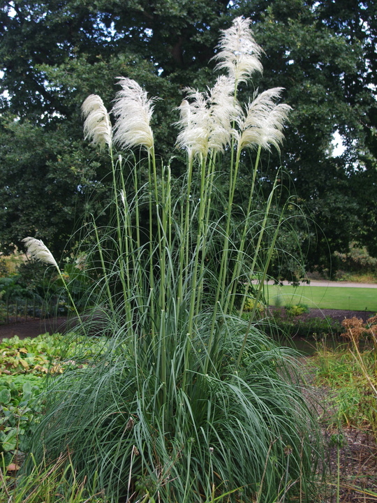 Cortaderia 'Sunningdale Silver' - The Beth Chatto Gardens
